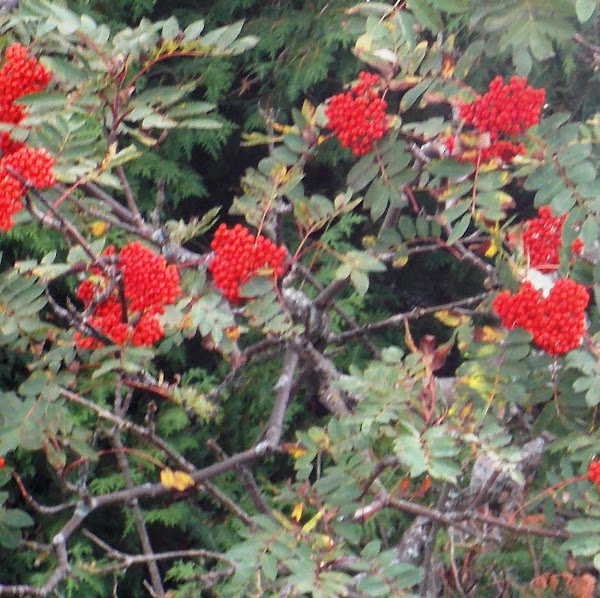 American Mountain-ash | Project Noah