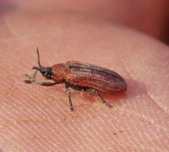 Soybean Leafminer | Project Noah