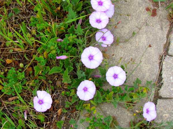Mallow bindweed | Project Noah