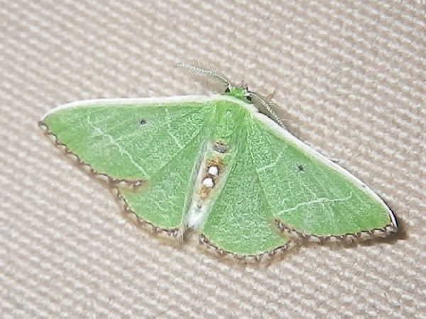 Red-lined Emerald | Project Noah