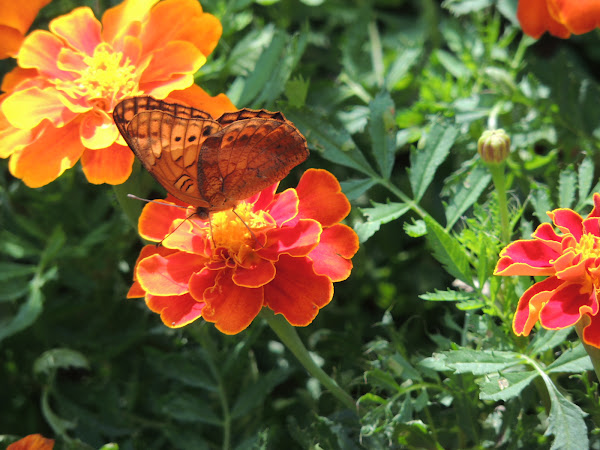 Mexican Fritillary | Project Noah