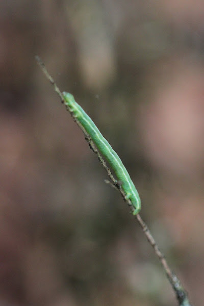 Unknown Inchworm | Project Noah