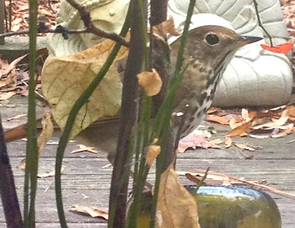 Hermit Thrush | Project Noah