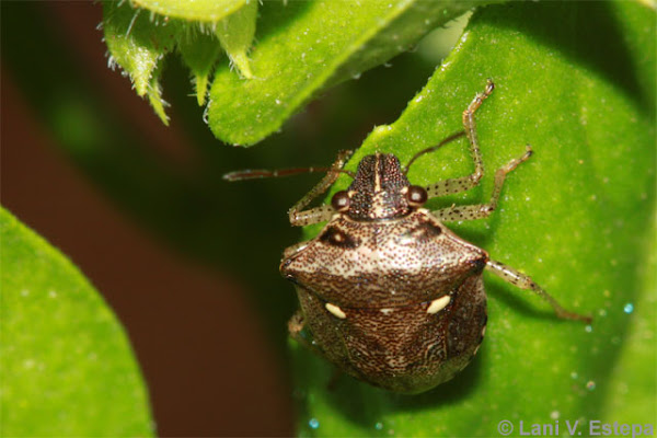 Shield bug | Project Noah