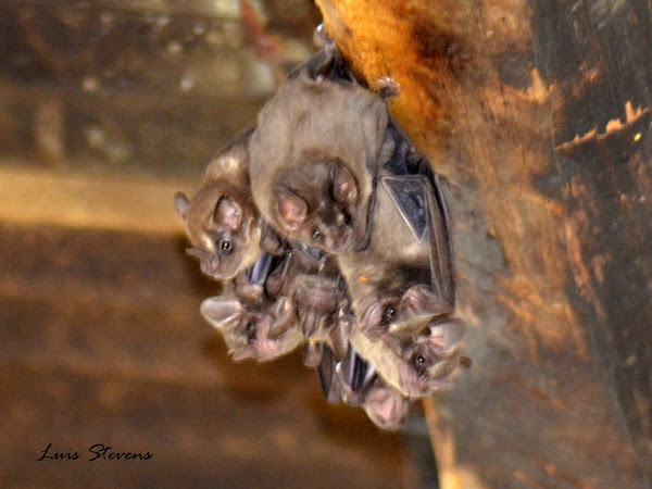 Mexican fruit bat | Project Noah