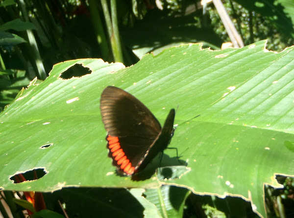 Crimson-banded Black, butterfly, mariposa, borboleta | Project Noah