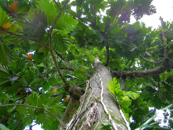 breadfruit | Project Noah