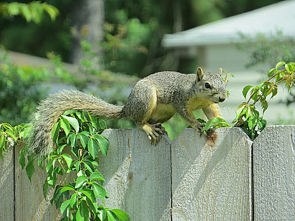 Fox Squirrel | Project Noah
