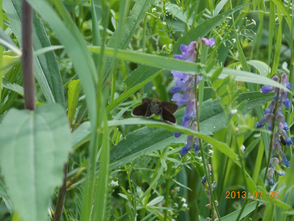 Least Skipper butterfly (Female) | Project Noah