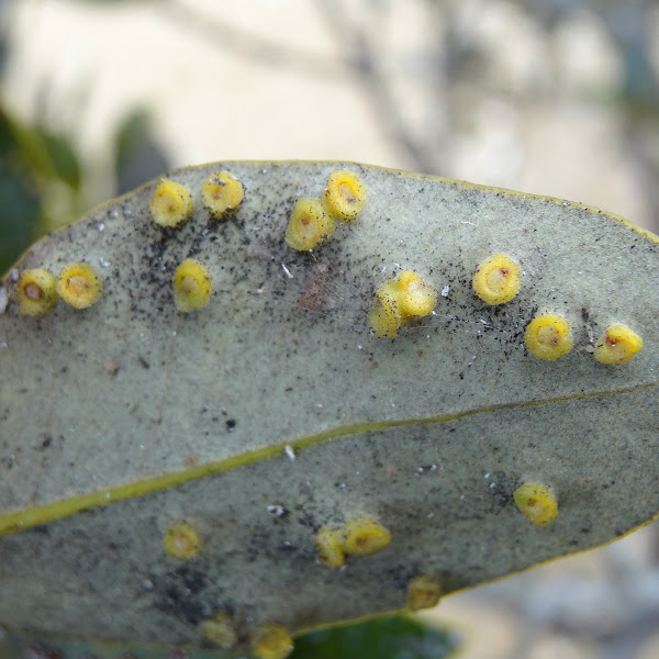 Mangrove leaf galls | Project Noah