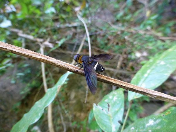 Bee-fly | Project Noah