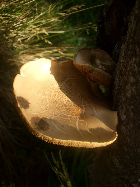 Poplar Mushroom | Project Noah