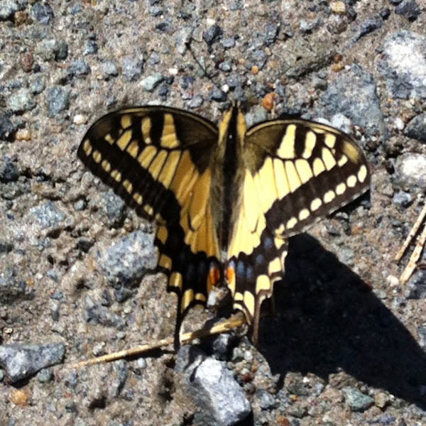 Old World Swallowtail | Project Noah