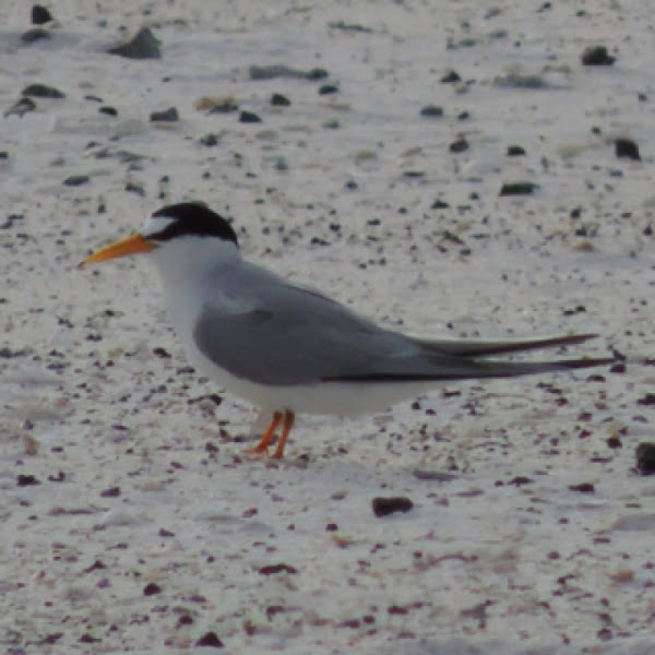 Least Tern | Project Noah