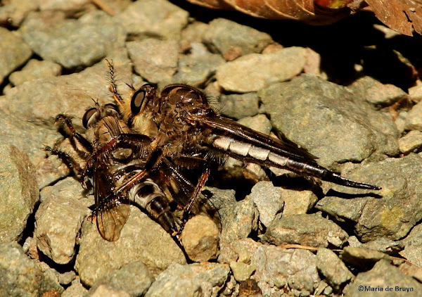 Robber flies, mating | Project Noah