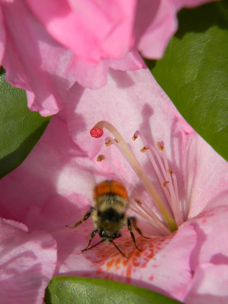 Two Form Bumble Bee | Project Noah