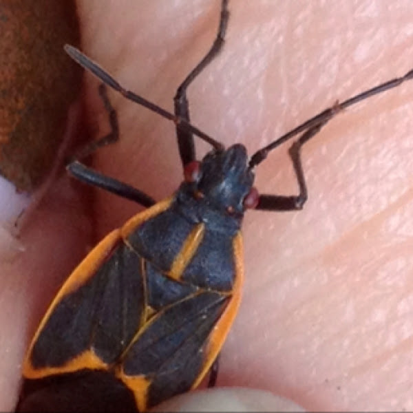 Eastern Boxelder Bug | Project Noah