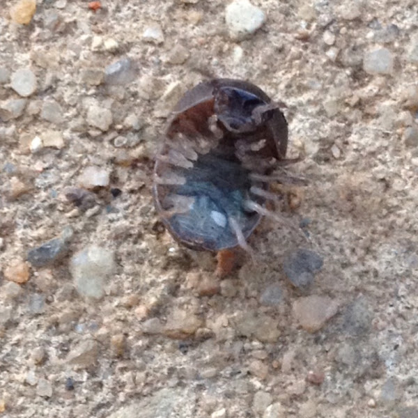 Pillbugs | Project Noah