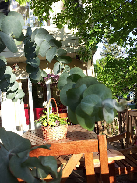 Eucalyptus | Project Noah