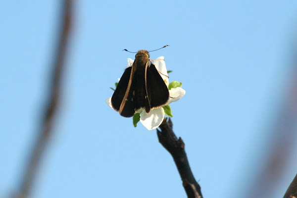 Brown Skipper | Project Noah