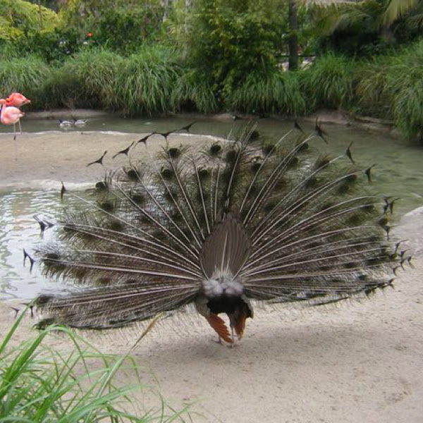 Indian peacock | Project Noah