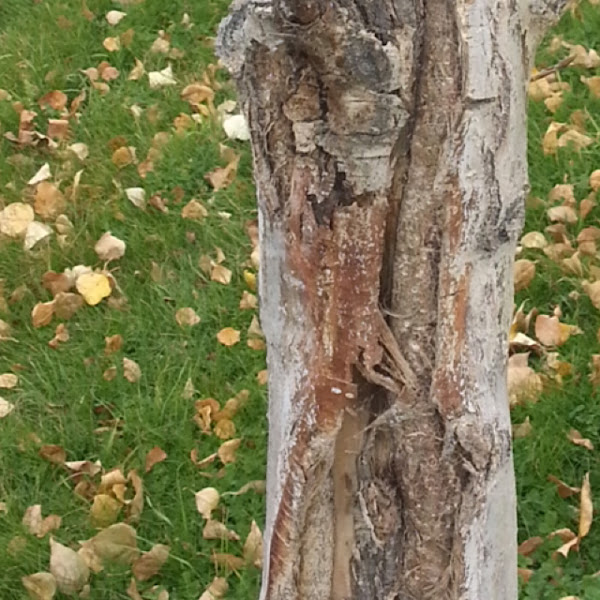 Assiniboine Poplar | Project Noah