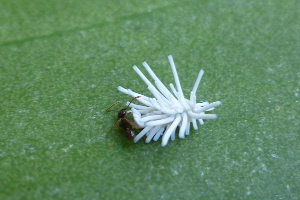 Mealybug | Project Noah