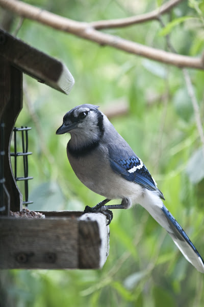 Northern Blue Jay | Project Noah