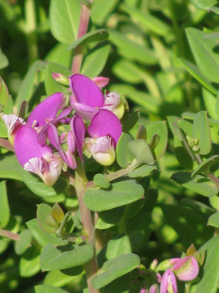 Sweet Pea Shrub | Project Noah