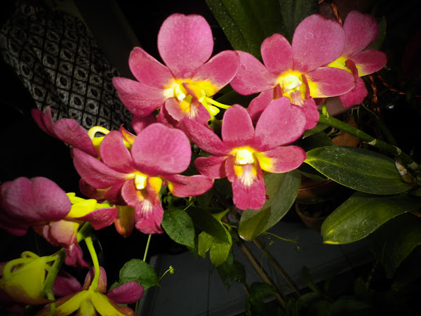 Dendrobium | Project Noah