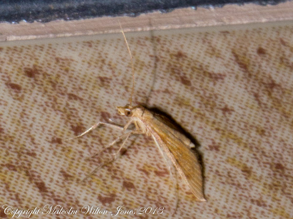 Sesame Leafroller | Project Noah