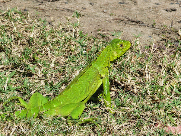 Green iguana (female) | Project Noah