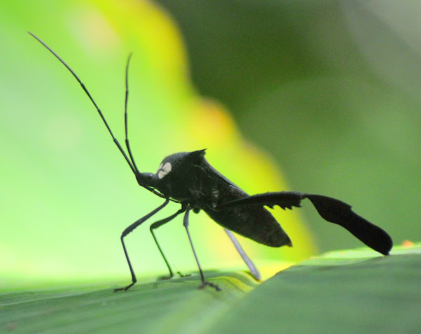 Leaf-footed Bug | Project Noah