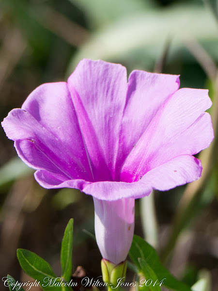 Sea Bindweed | Project Noah