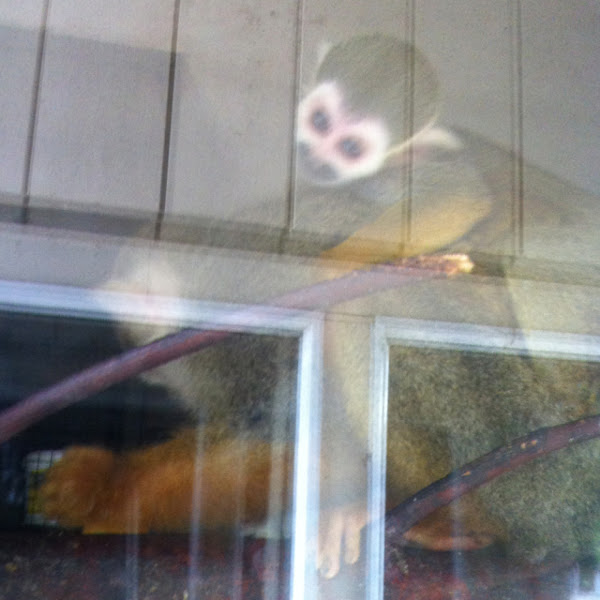 Spider Monkey | Project Noah