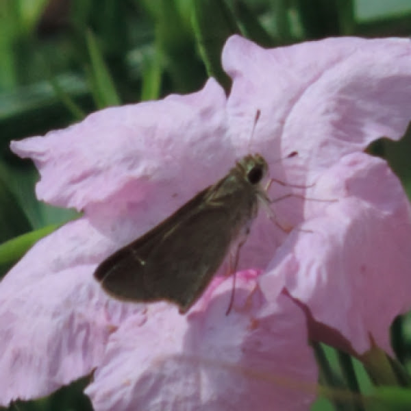 Clouded Skipper | Project Noah