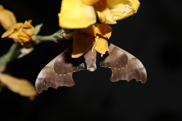 Hawk moth | Project Noah