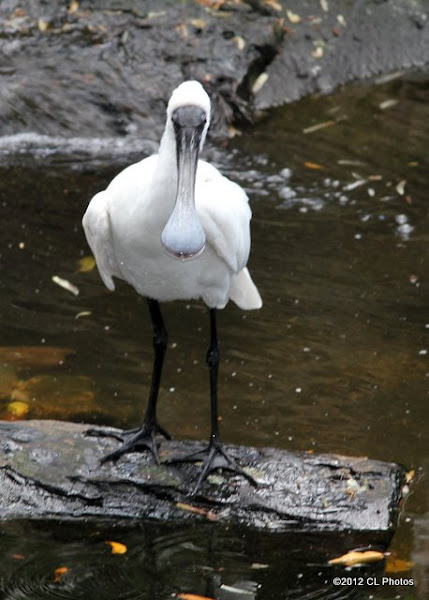 Royal Spoonbill | Project Noah