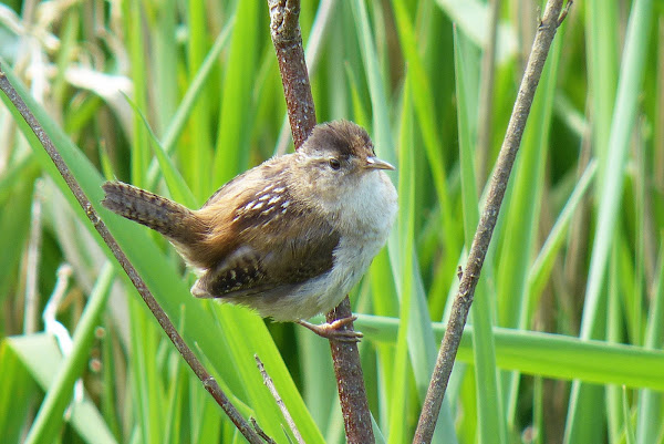 Marsh Wren | Project Noah