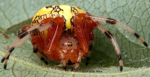 Marbled Orb Weaver Spider | Project Noah