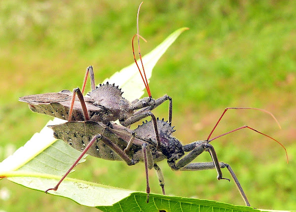 Wheel Bugs (Coupling) | Project Noah