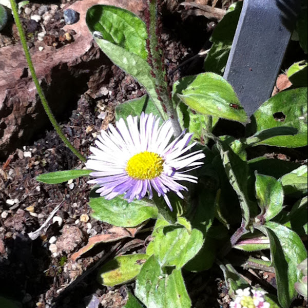 Himalayan Aster | Project Noah
