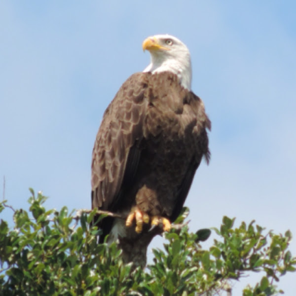 Bald Eagle | Project Noah