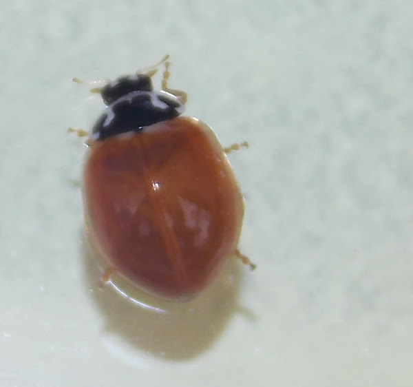 Polished Lady Beetle | Project Noah