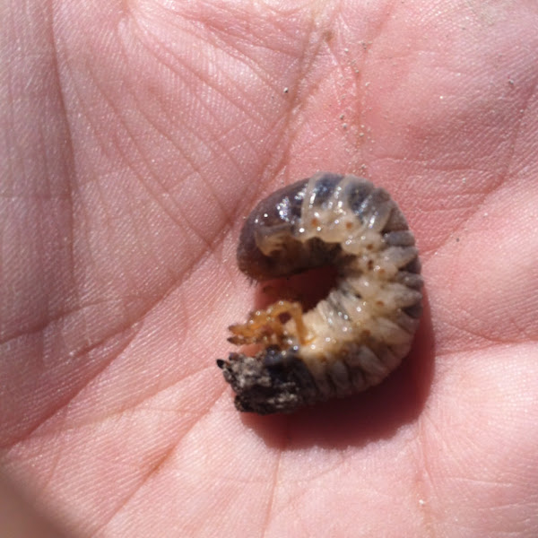 Grub worms | Project Noah