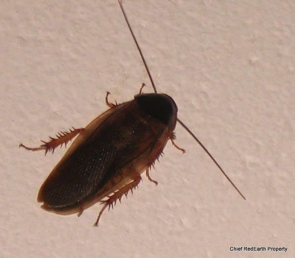 cockroach | Project Noah