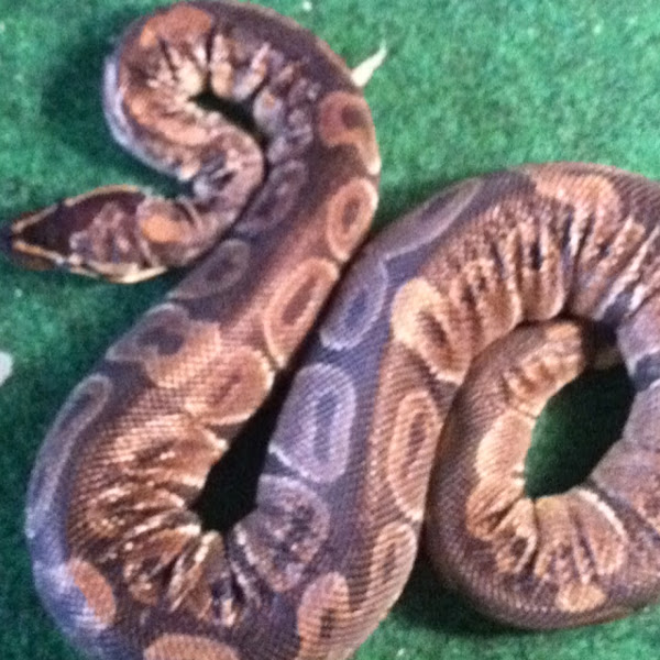 Ball python | Project Noah