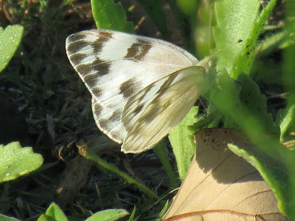 Checkered white | Project Noah