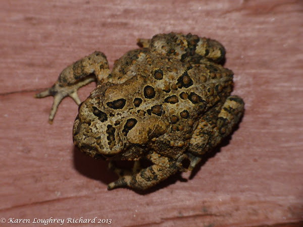 American toad (juvenile) | Project Noah
