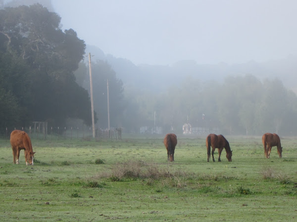 Horses | Project Noah